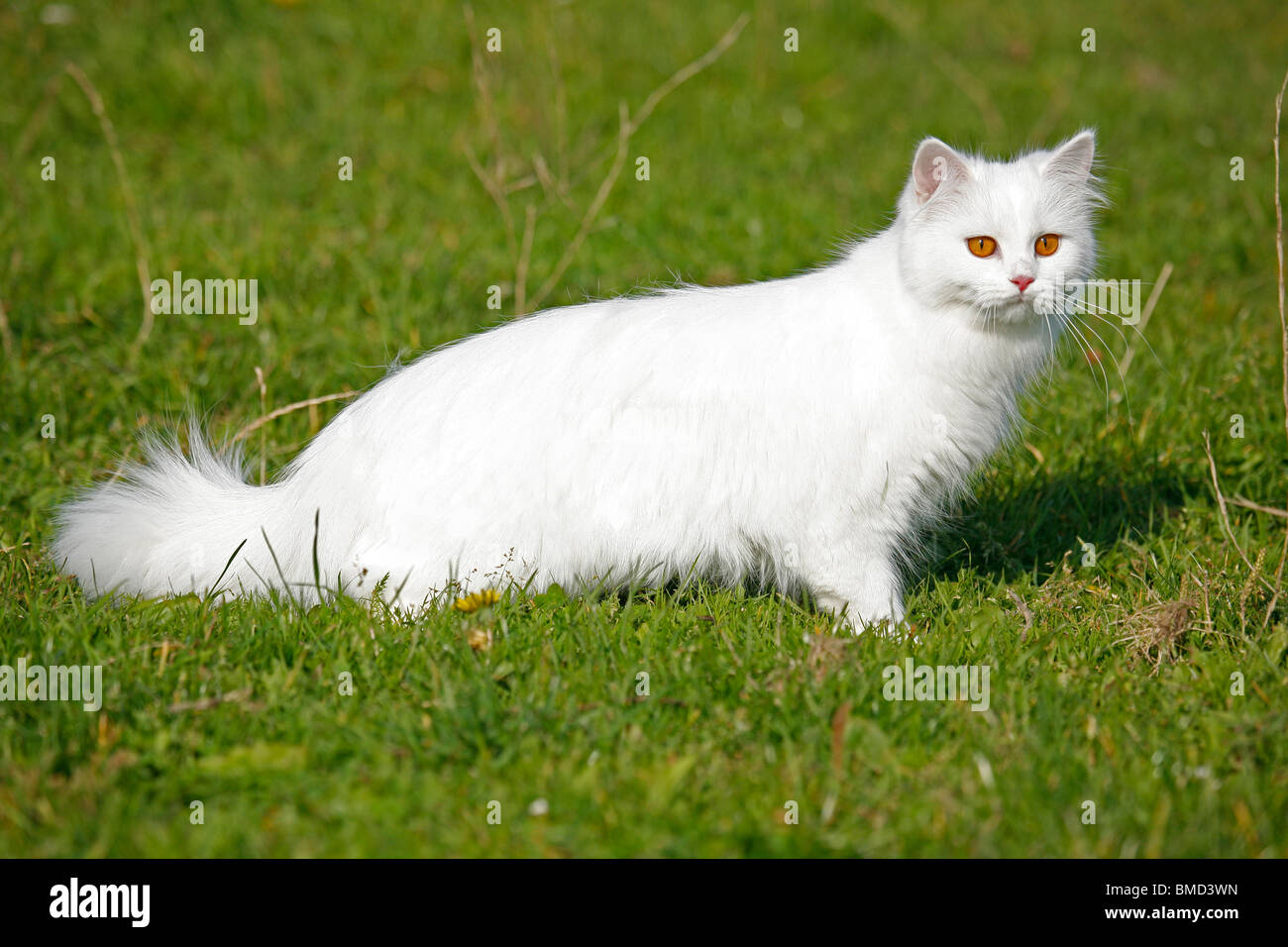 Deutsch Langhaar im Garten / German Angora Stock Photo - Alamy