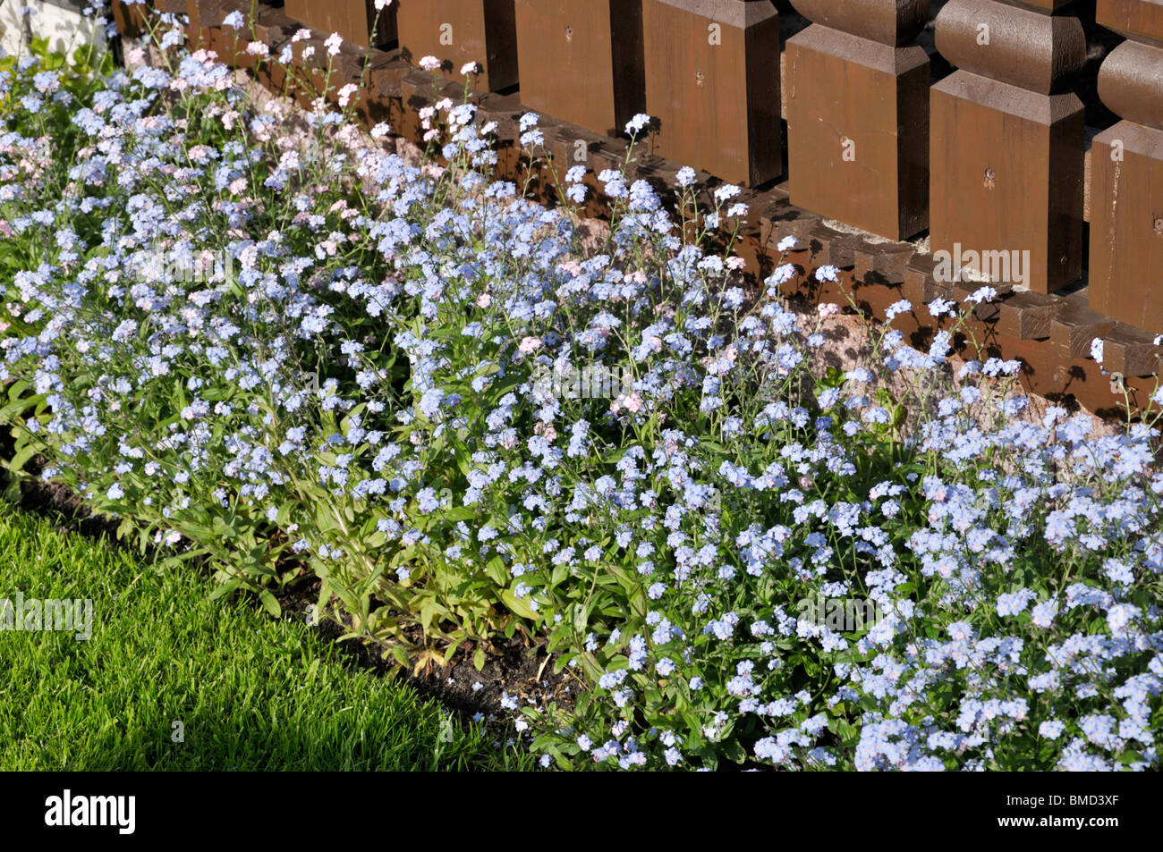 Blue myosotis flower hi-res stock photography and images - Alamy