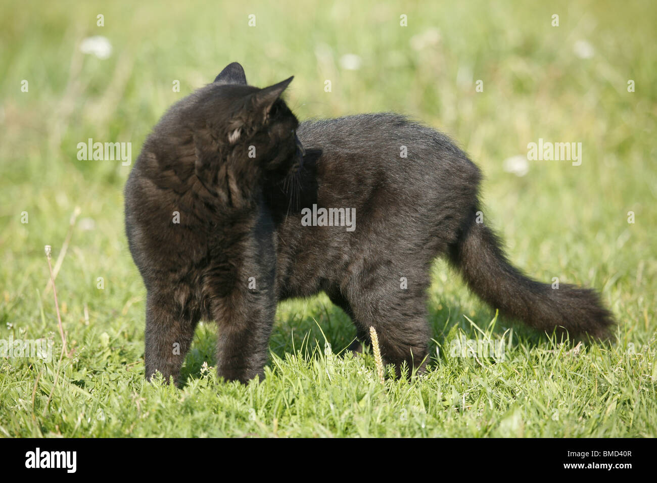 Deutsch Langhaar im Garten / German Angora Stock Photo - Alamy
