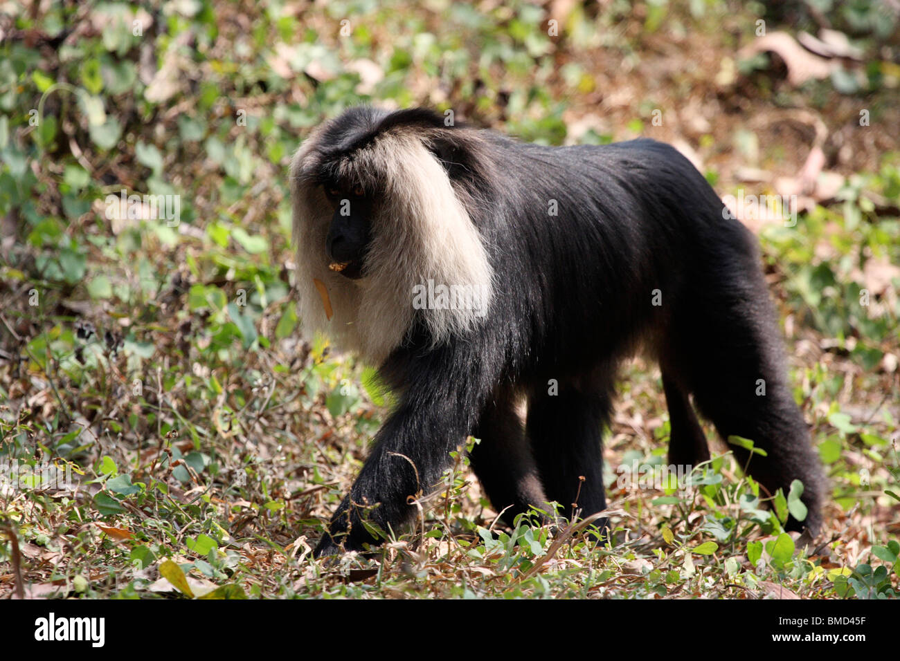 portrait of a Lion-tailed Macaque monkey Stock Photo - Alamy