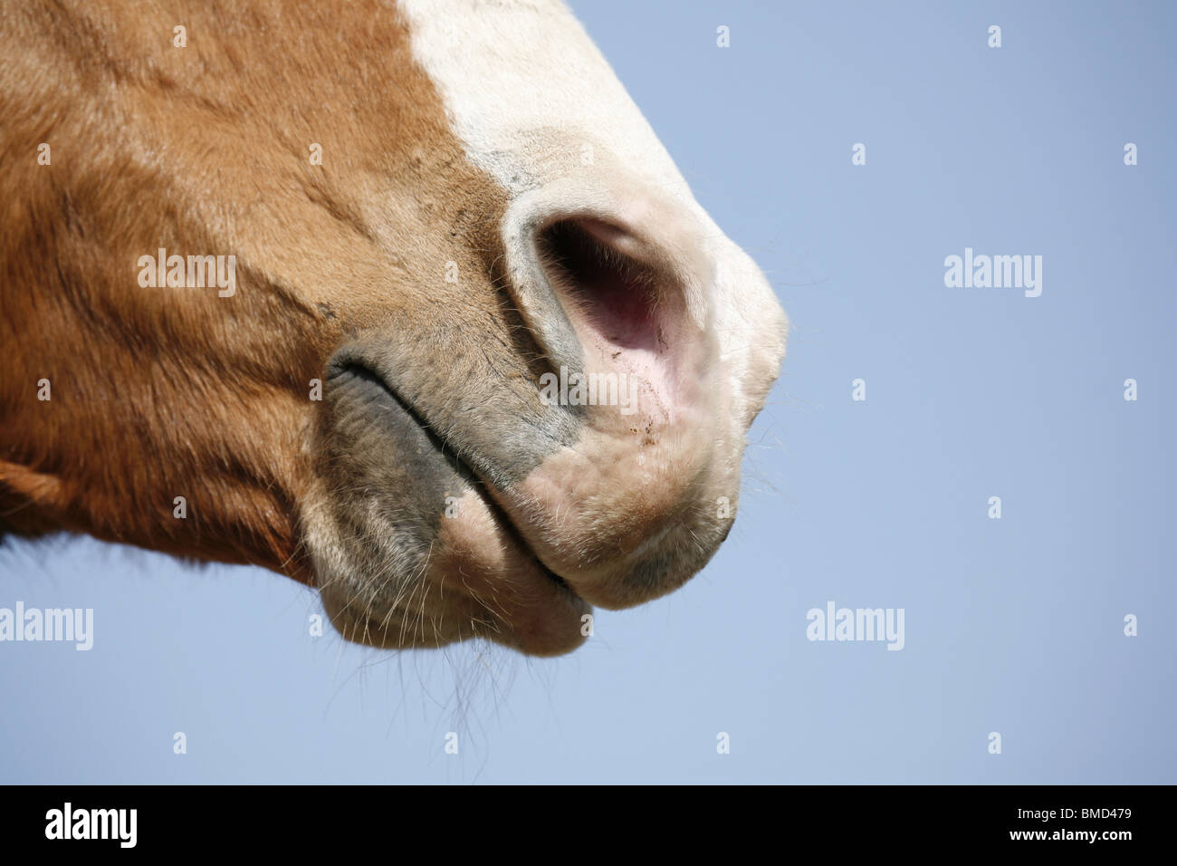 Pferdemaul / horse mouth Stock Photo - Alamy