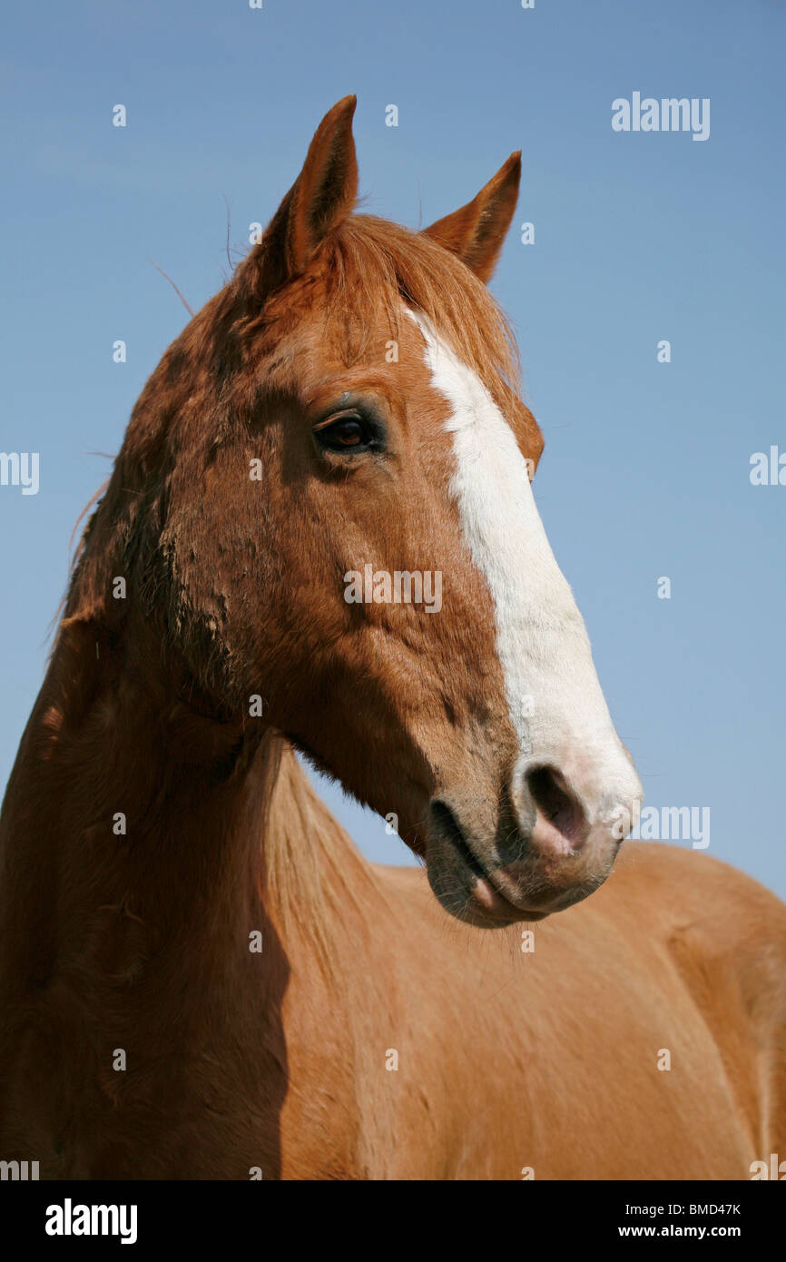 Pferd / horse Stock Photo - Alamy
