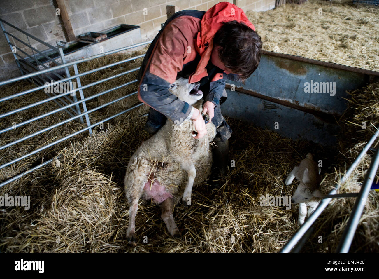 Farmer Jonathan Crump with sheep and lamb at Standish Park Farm ...