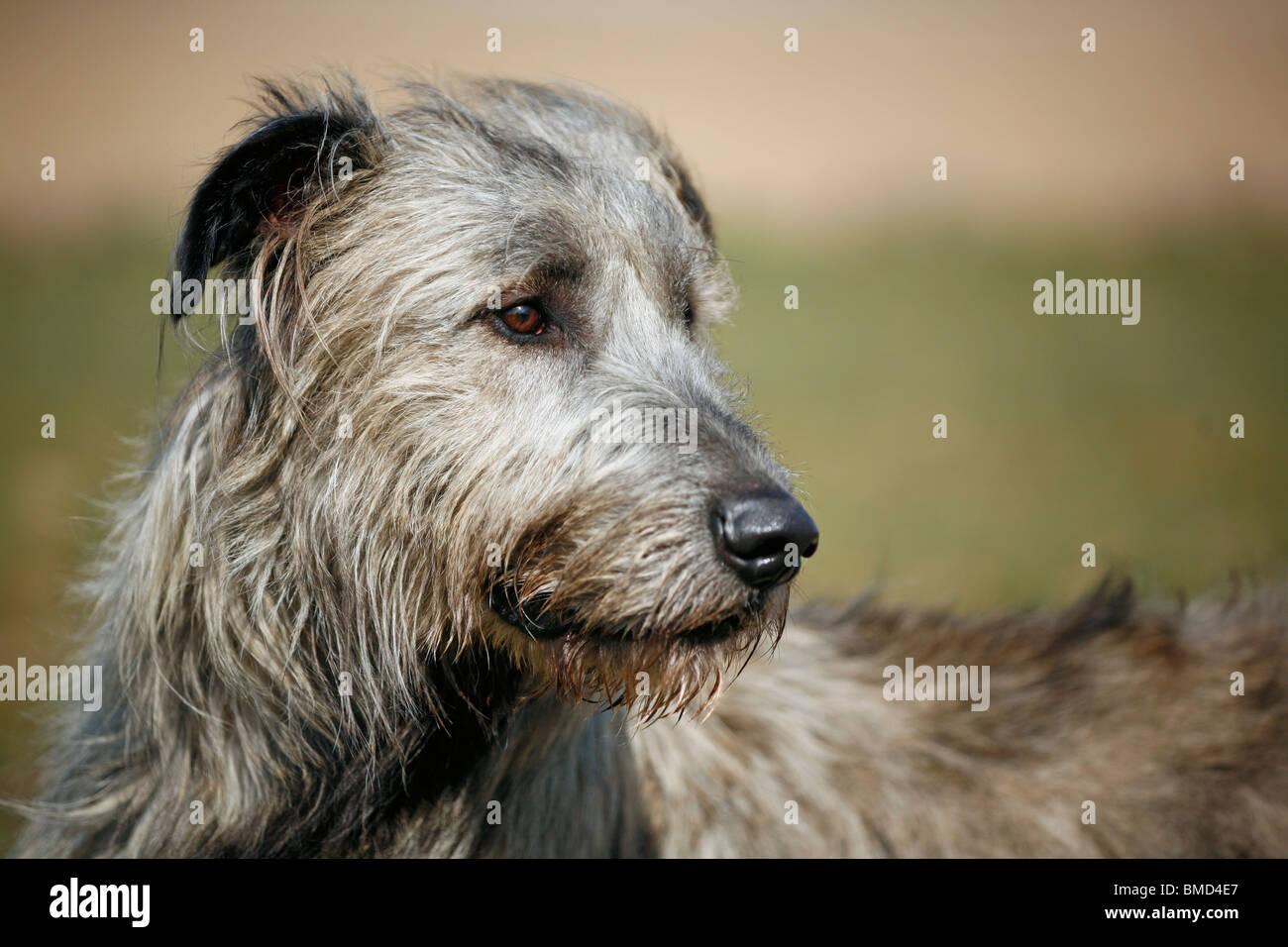 Irish wolfhound dog dogs pet big hi-res stock photography and images ...
