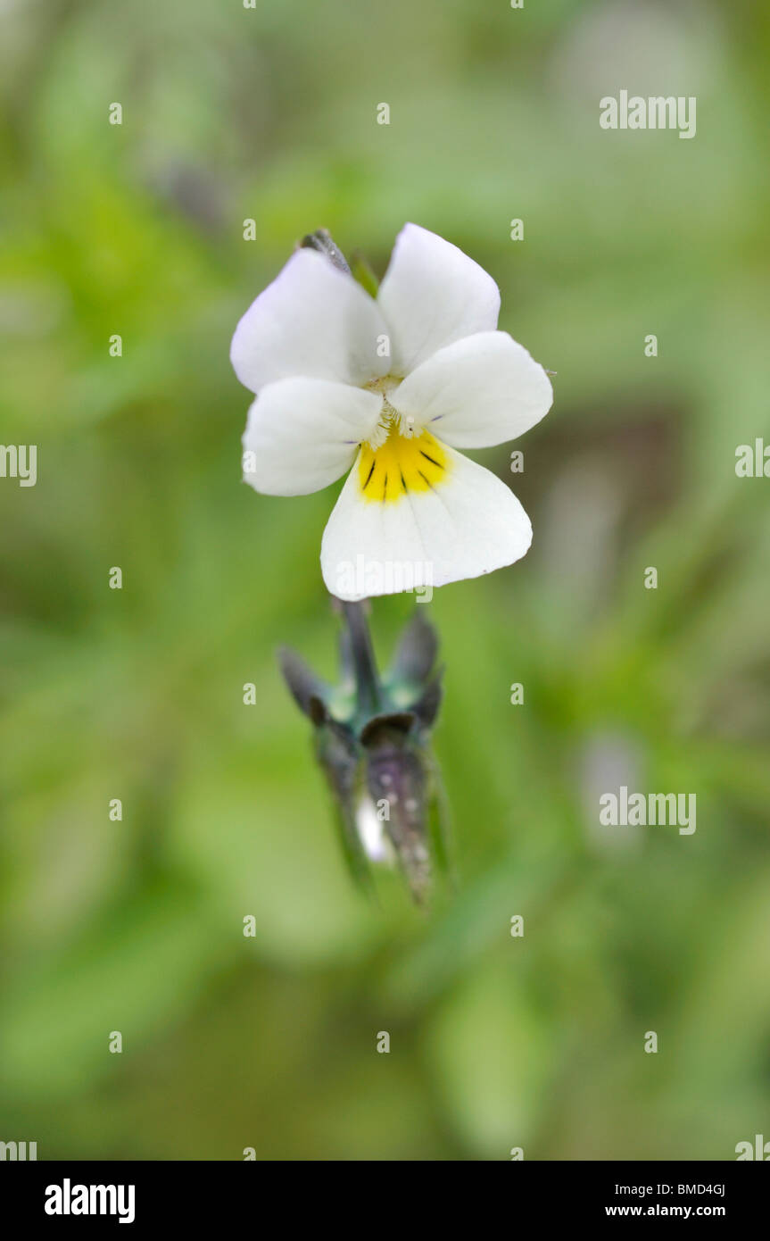 Field pansy (Viola arvensis Stock Photo - Alamy