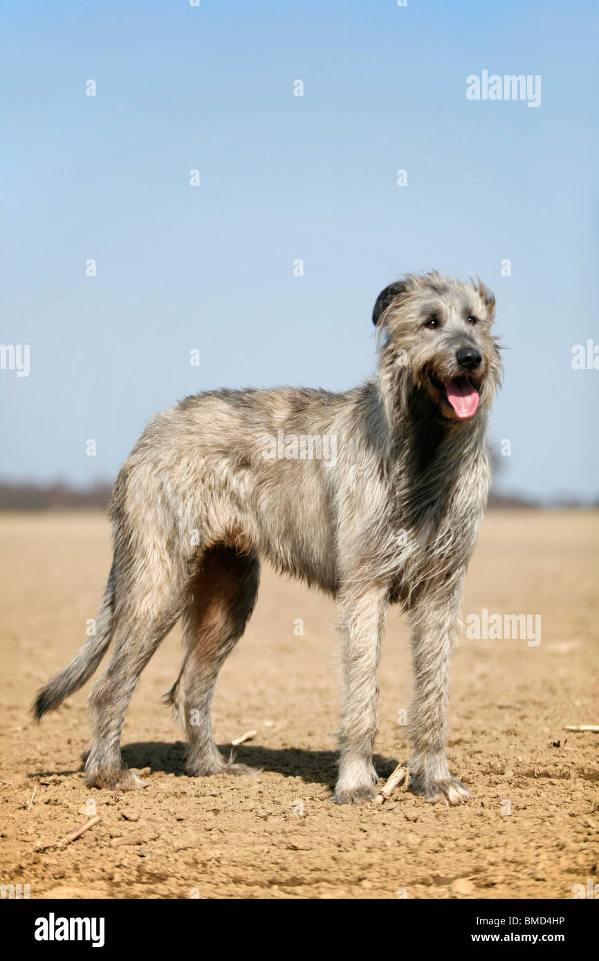 Wolfhound standing hi-res stock photography and images - Alamy