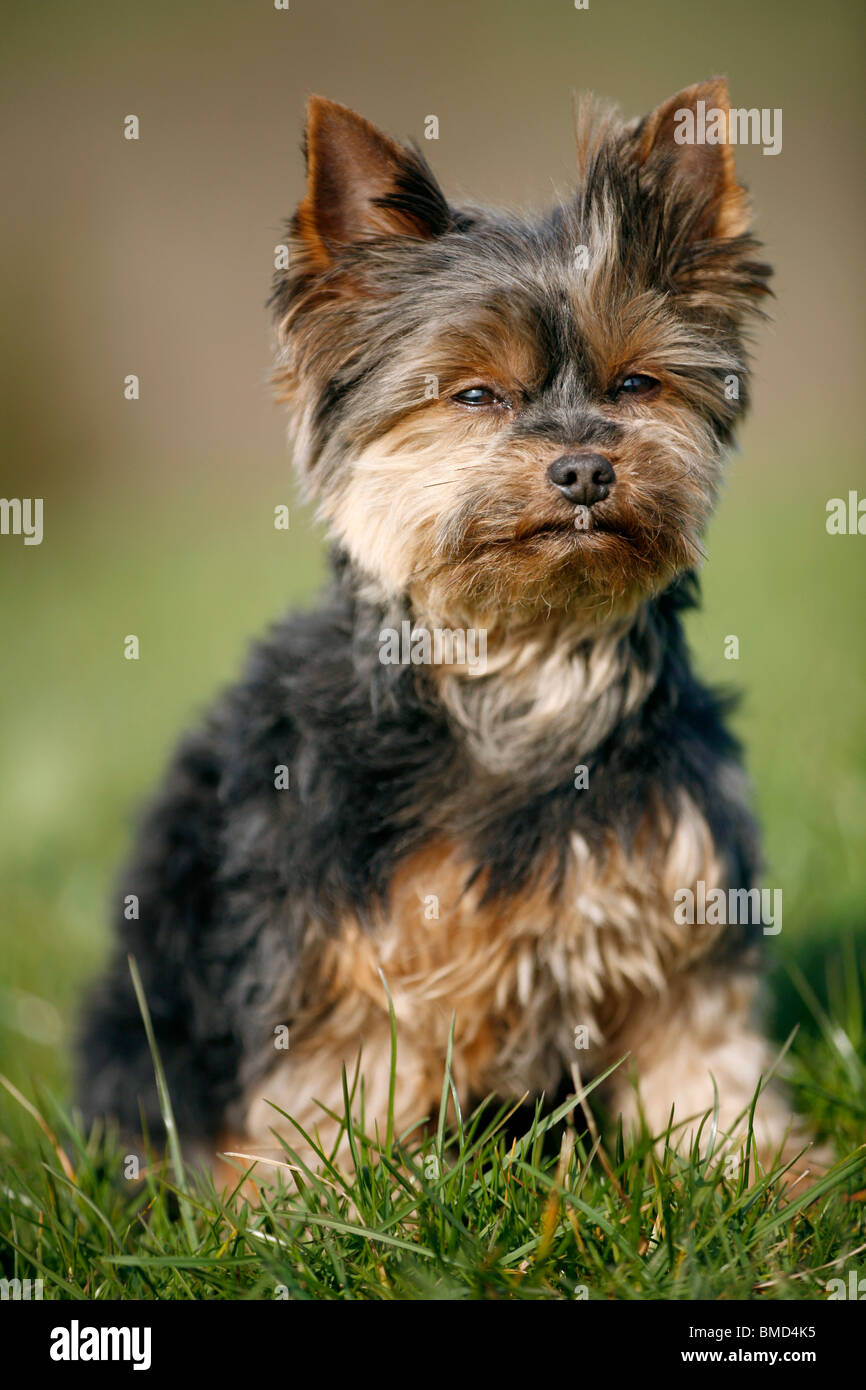 Mini Yorkshire Terrier Stock Photo - Alamy