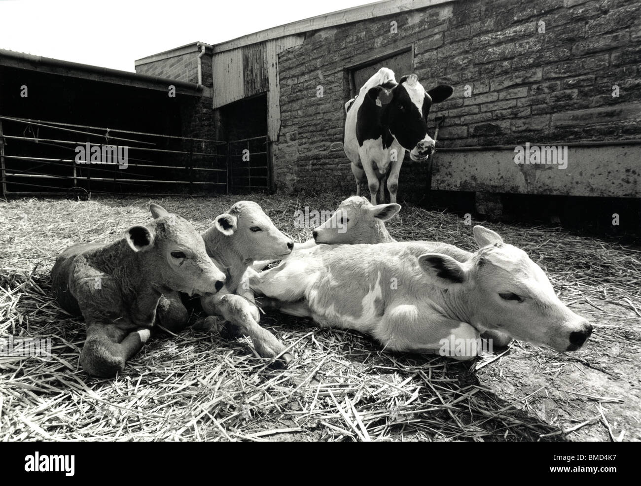 Quadruplet hi-res stock photography and images - Alamy