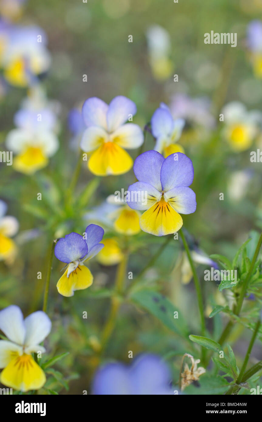 Viola tricolor wild hi-res stock photography and images - Alamy