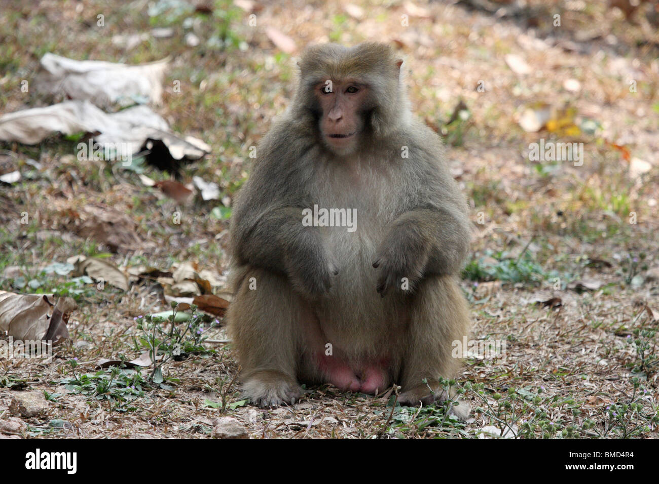 portrait of macaque monkey Stock Photo - Alamy