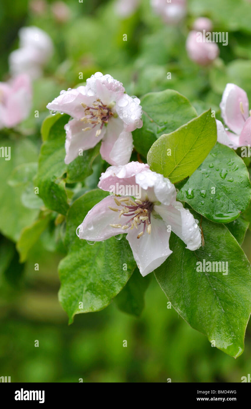 Quince (Cydonia oblonga Stock Photo - Alamy