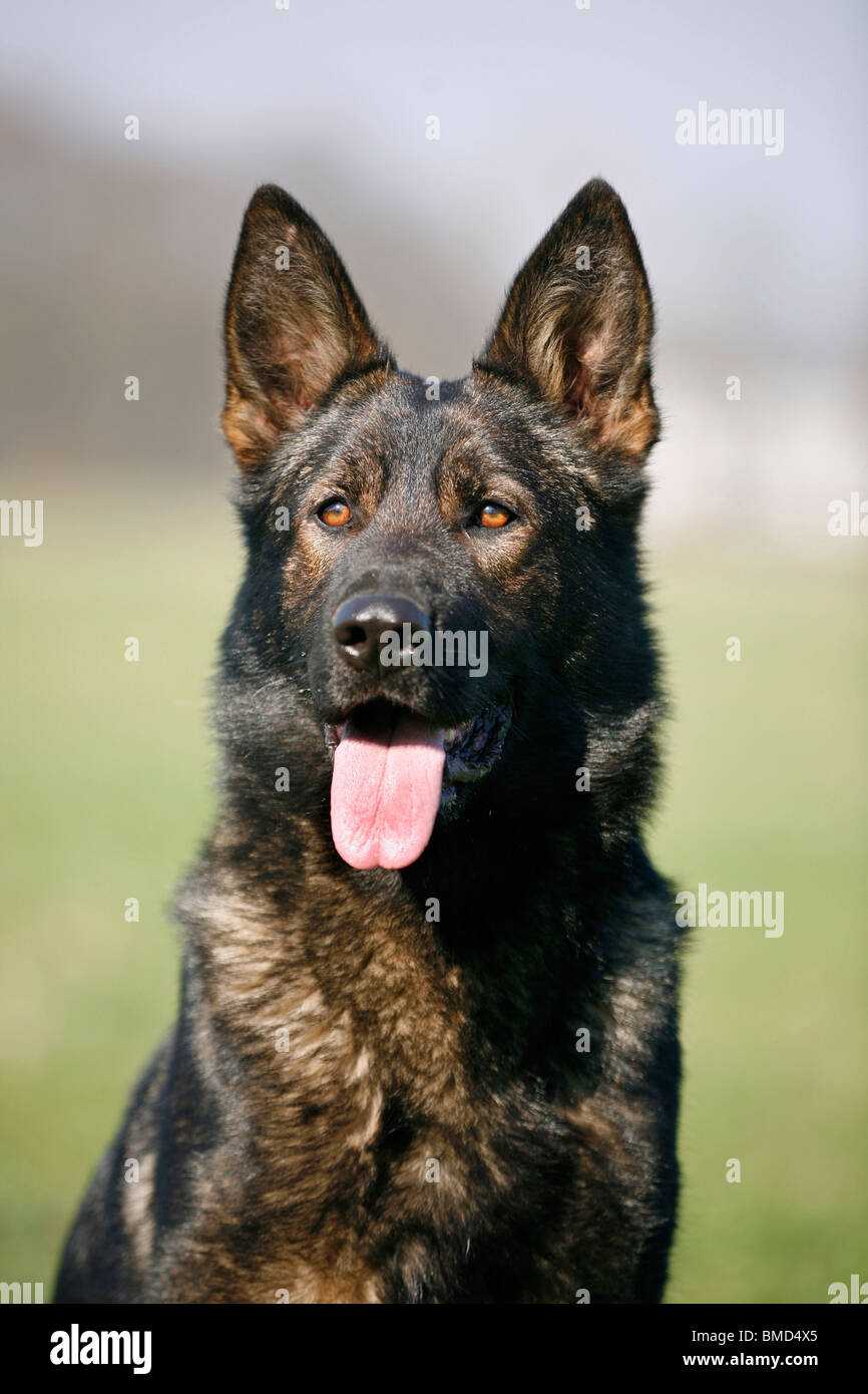 Deutscher Schäferhund / German Shepherd Stock Photo - Alamy