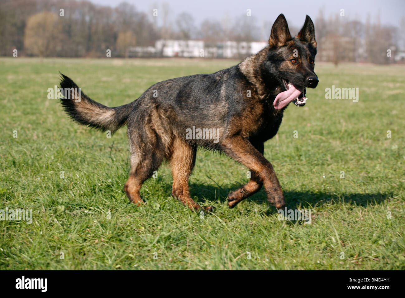 Deutscher Schäferhund / German Shepherd Stock Photo - Alamy