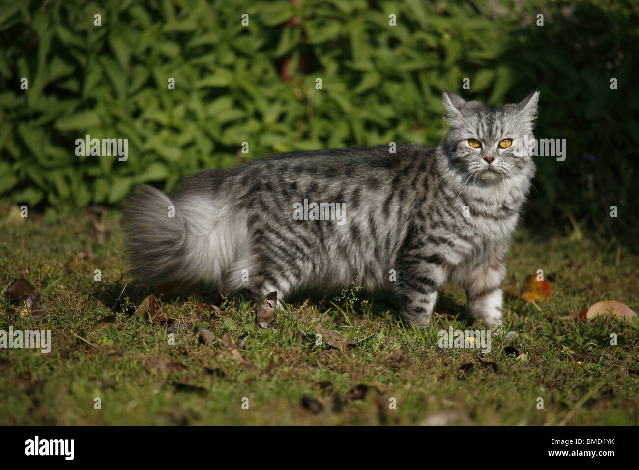 Deutsch Langhaar im Garten / German Angora Stock Photo - Alamy