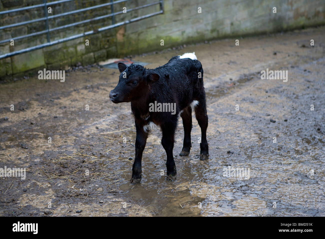 United cattle products hi-res stock photography and images - Alamy