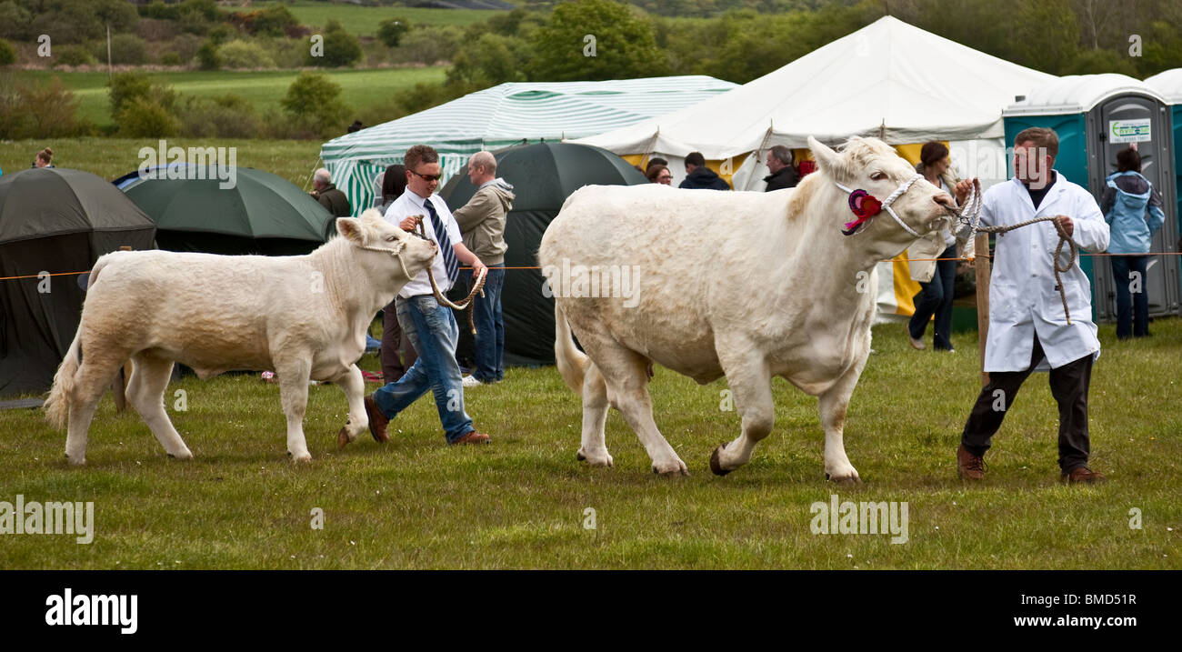 Farmer and his son showing a Charolais cow and calf at an agricultural ...
