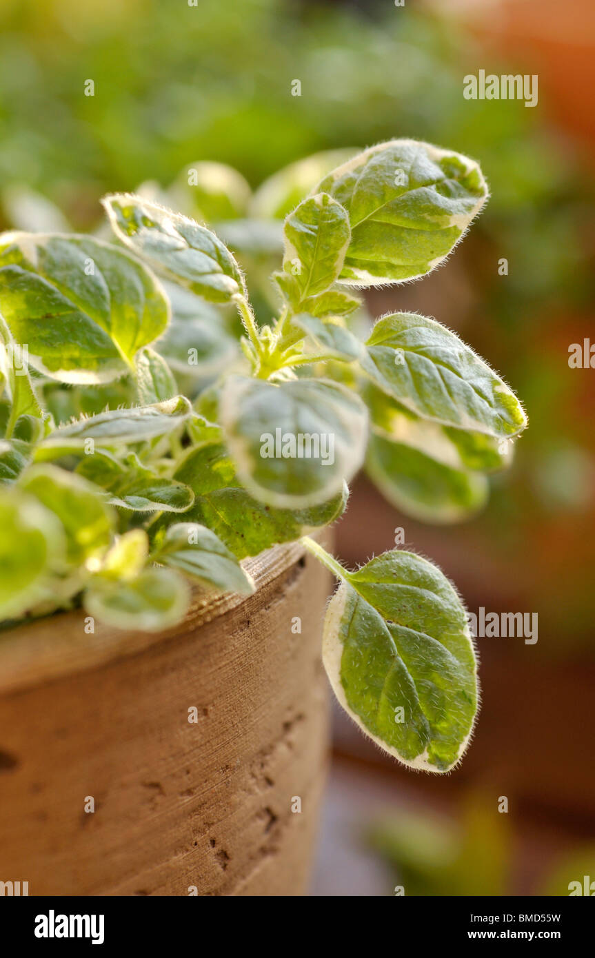 Greek oregano (Origanum vulgare 'Panta' Stock Photo - Alamy