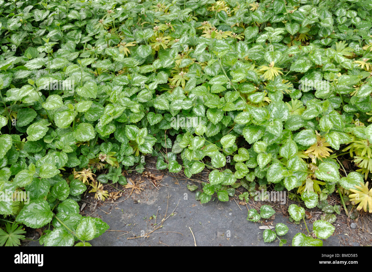 Yellow archangel (Lamium galeobdolon 'Florentinum' syn. Lamiastrum ...