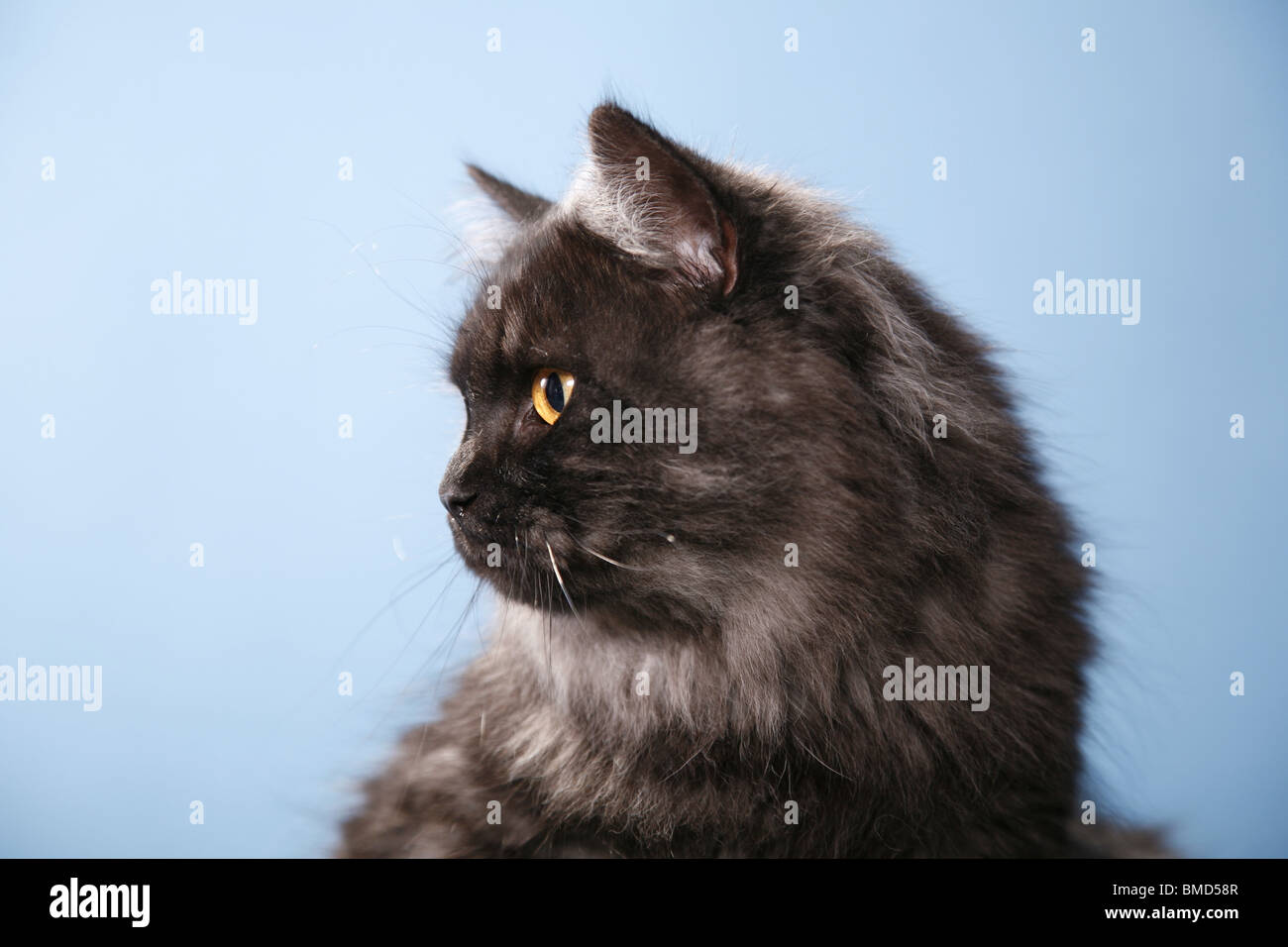Deutsch Langhaar Portrait / German Angora Portrait Stock Photo - Alamy