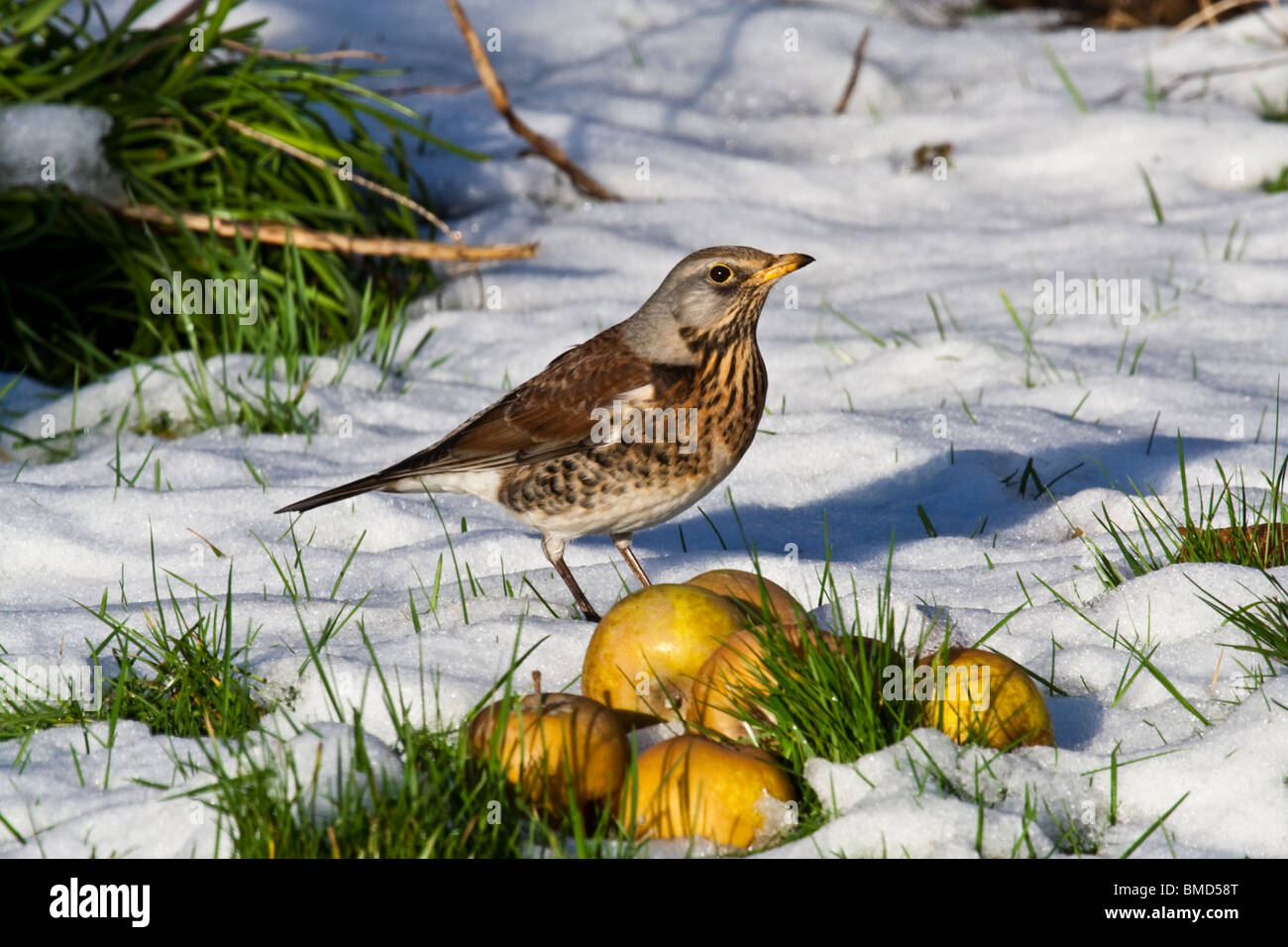Fieldfare in snow by pile of apples Stock Photo - Alamy