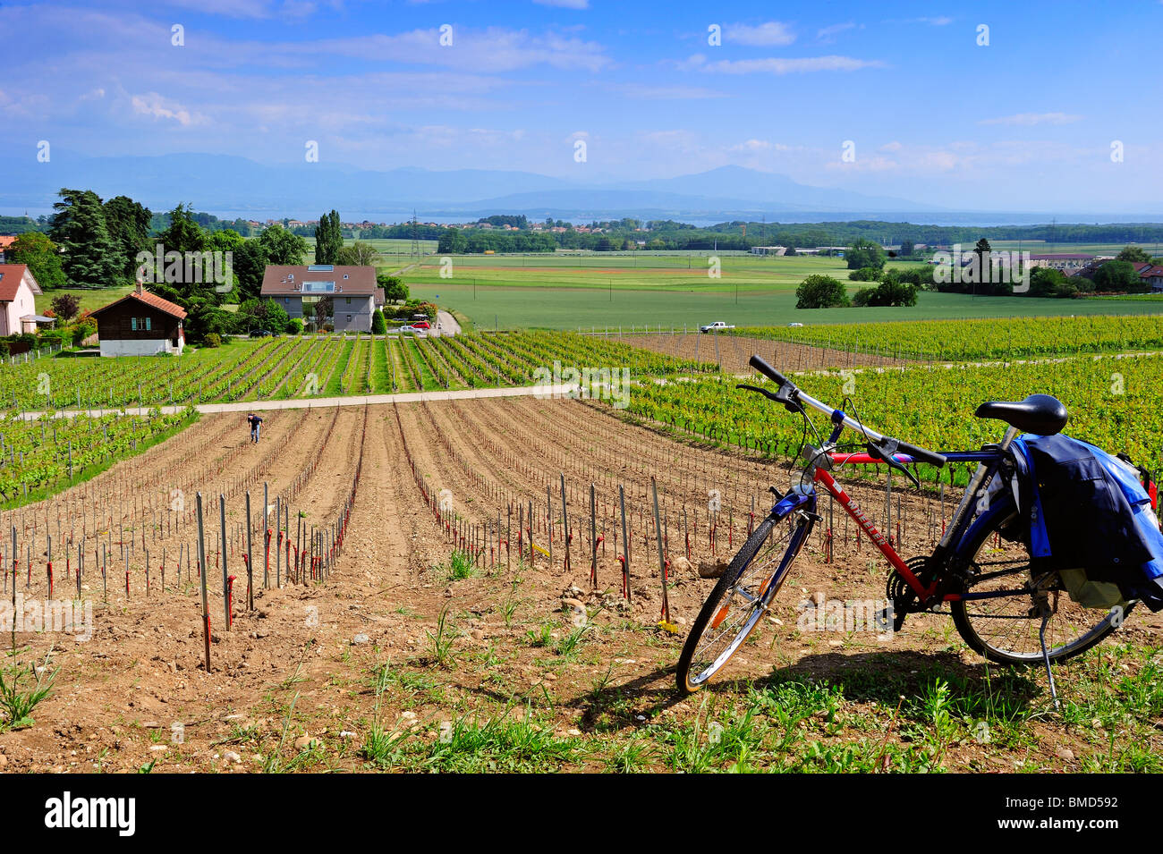 A wine-grower (in the distance) working in his newly-planted vineyard ...