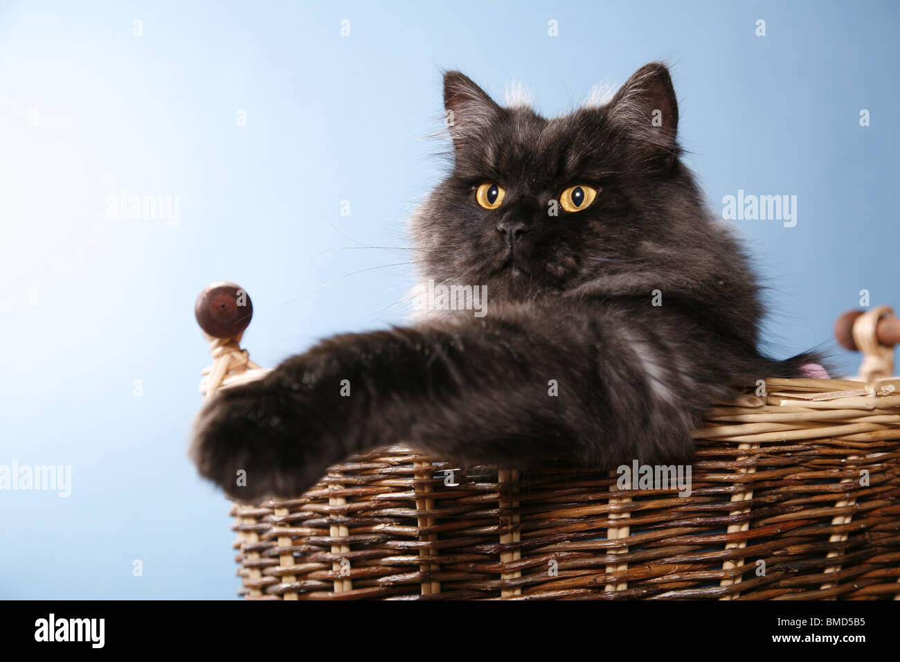 Deutsch Langhaar / German Angora Stock Photo - Alamy