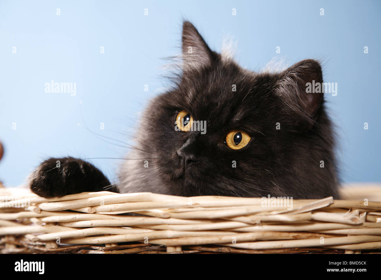 Deutsch Langhaar Portrait / German Angora Portrait Stock Photo - Alamy