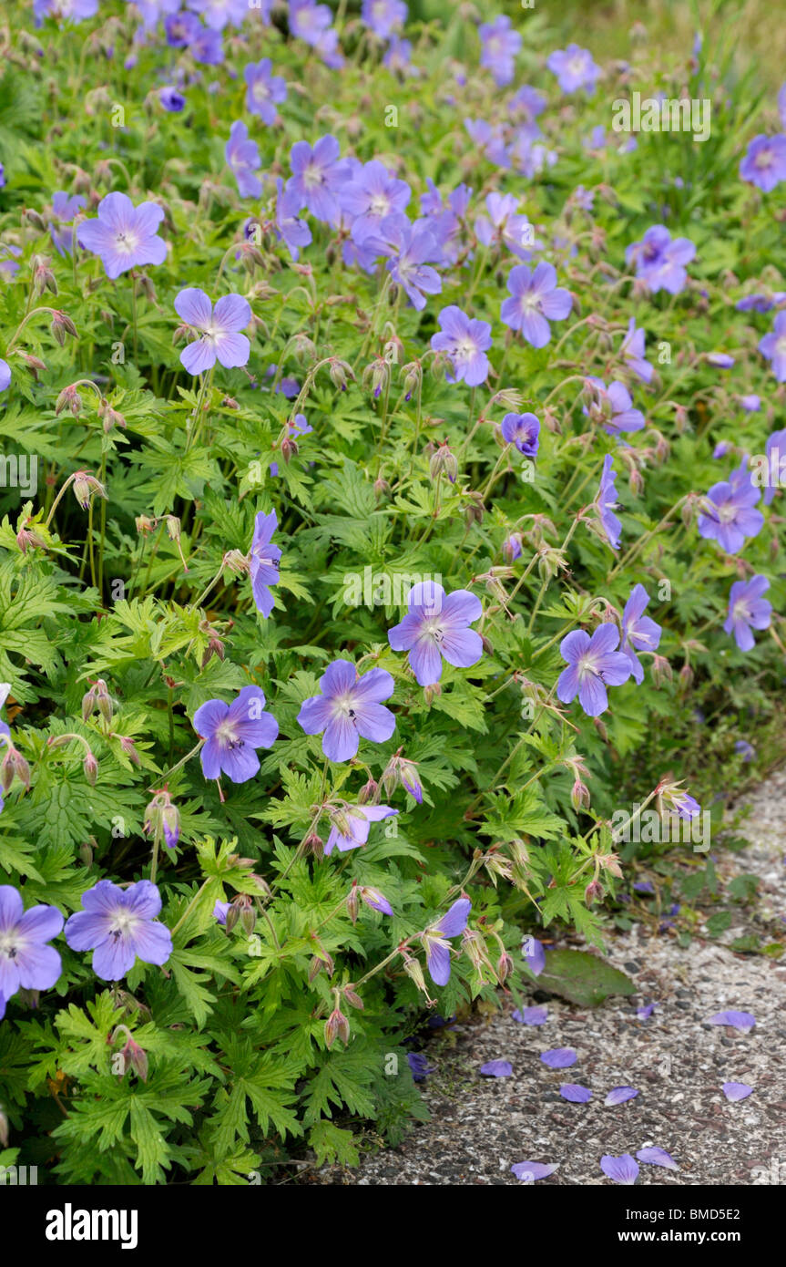 Geranium johnsons blue flowers hi-res stock photography and images - Alamy