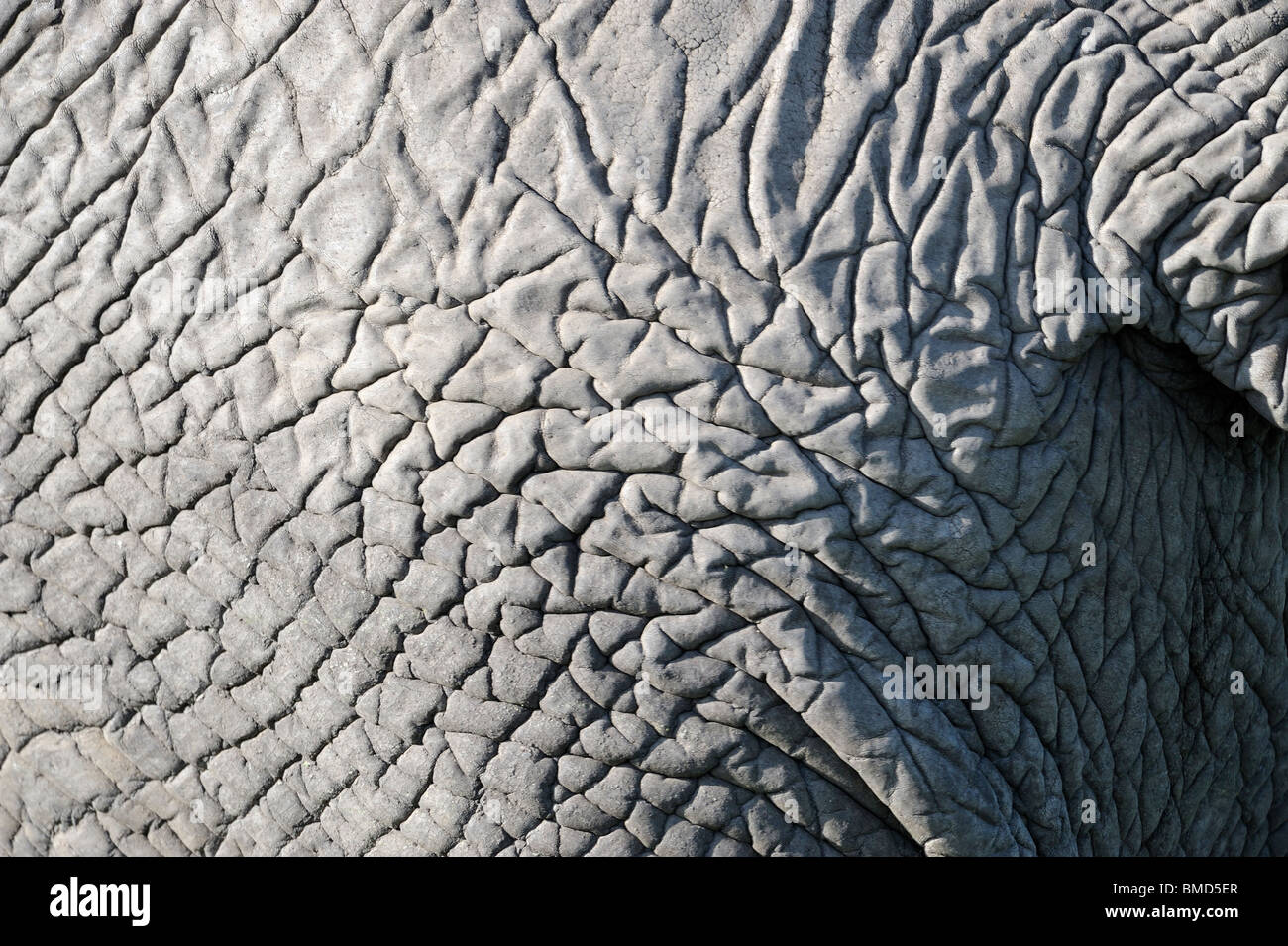 African elephant hide hi-res stock photography and images - Alamy