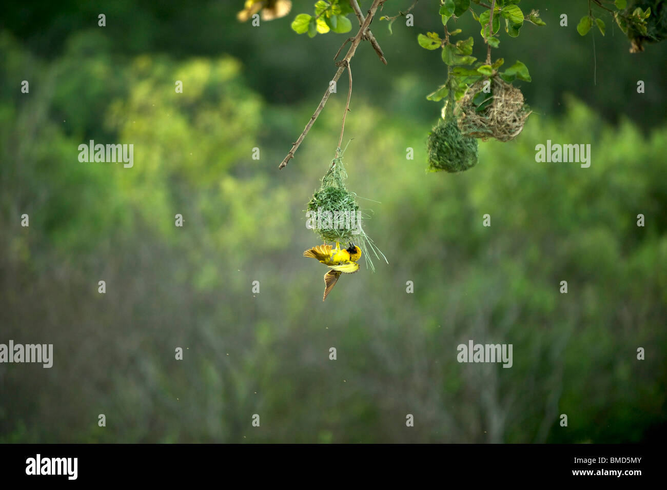 Ploceidae Weaver Bird at the Hluhluwe Umfolozi game reserve. Northern ...