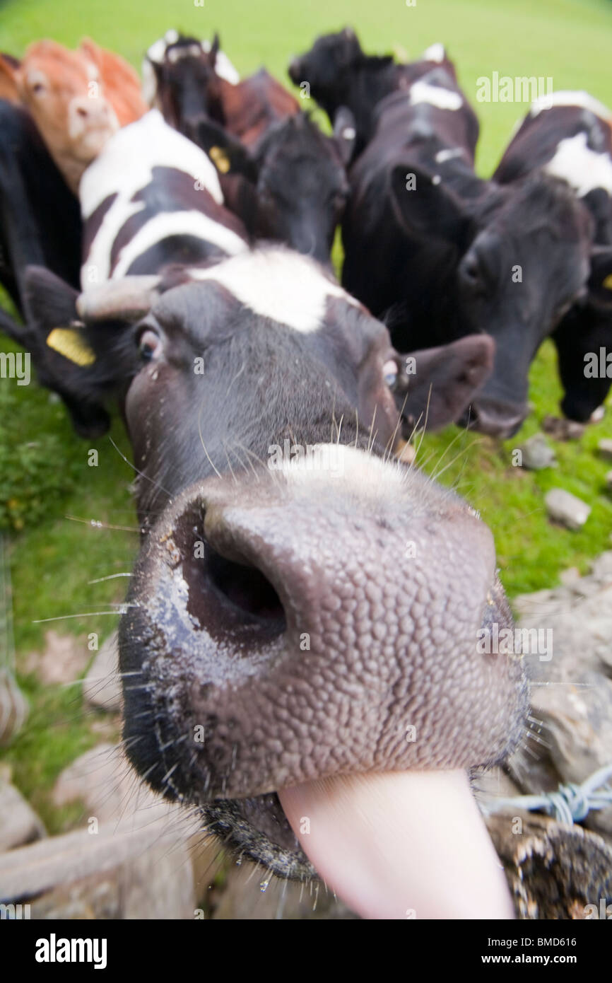 Cow licking its nose with its tongue hi-res stock photography and ...
