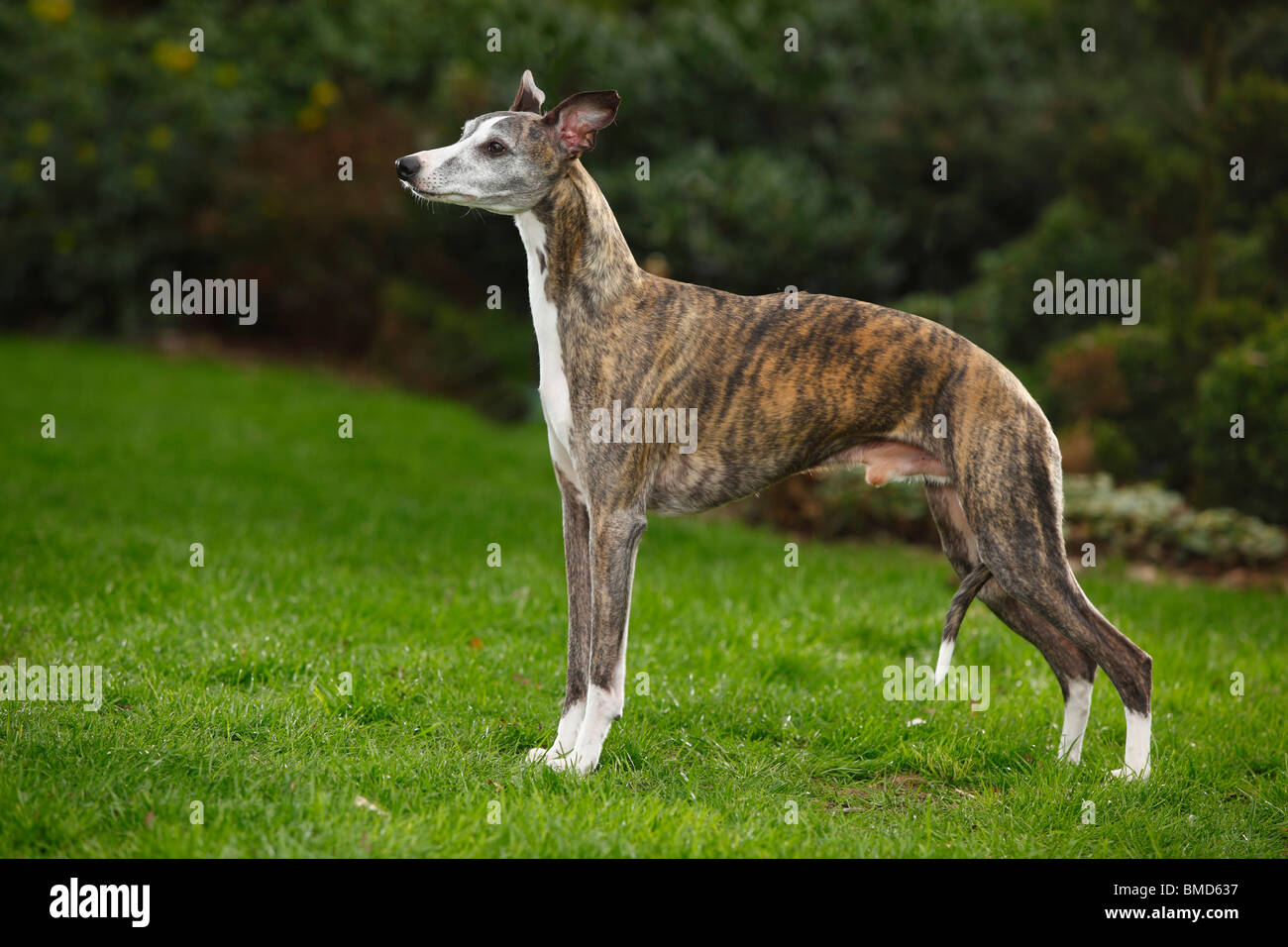 Side by side animals hi-res stock photography and images - Alamy