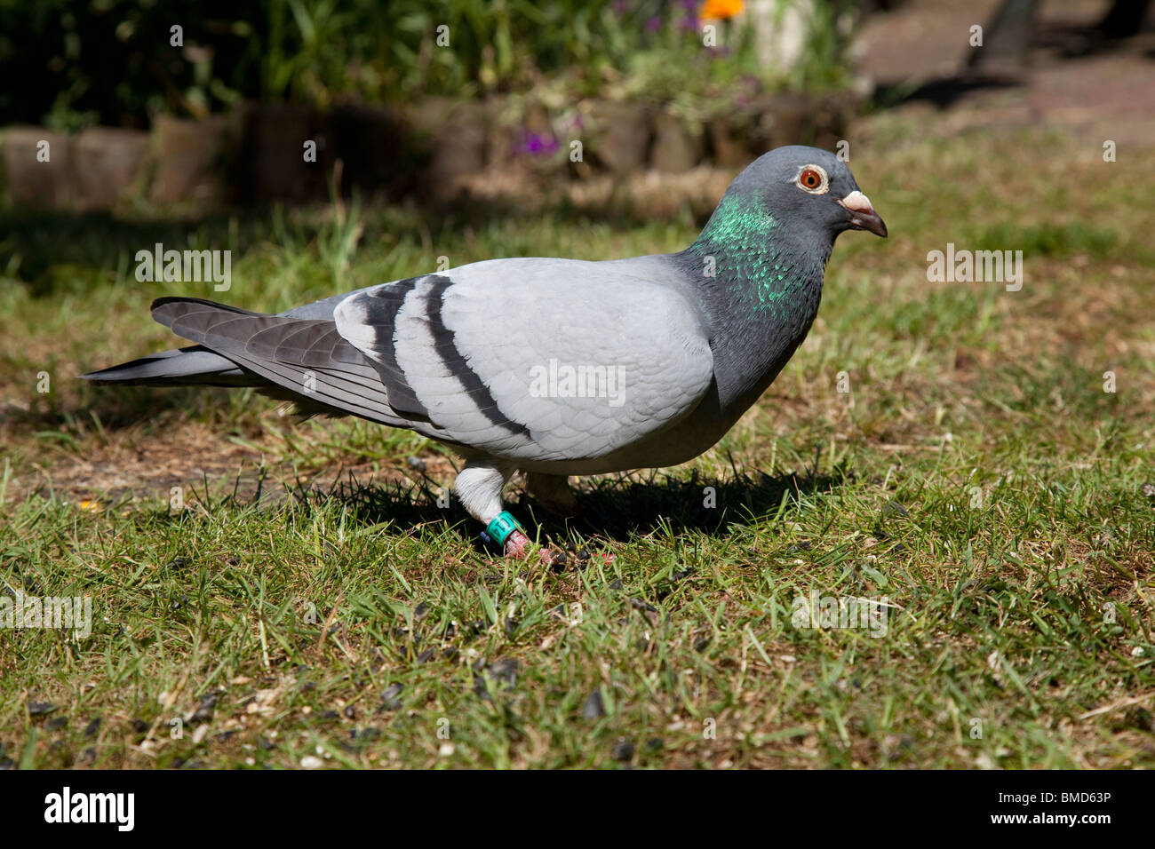 Homer pigeon hi-res stock photography and images - Alamy