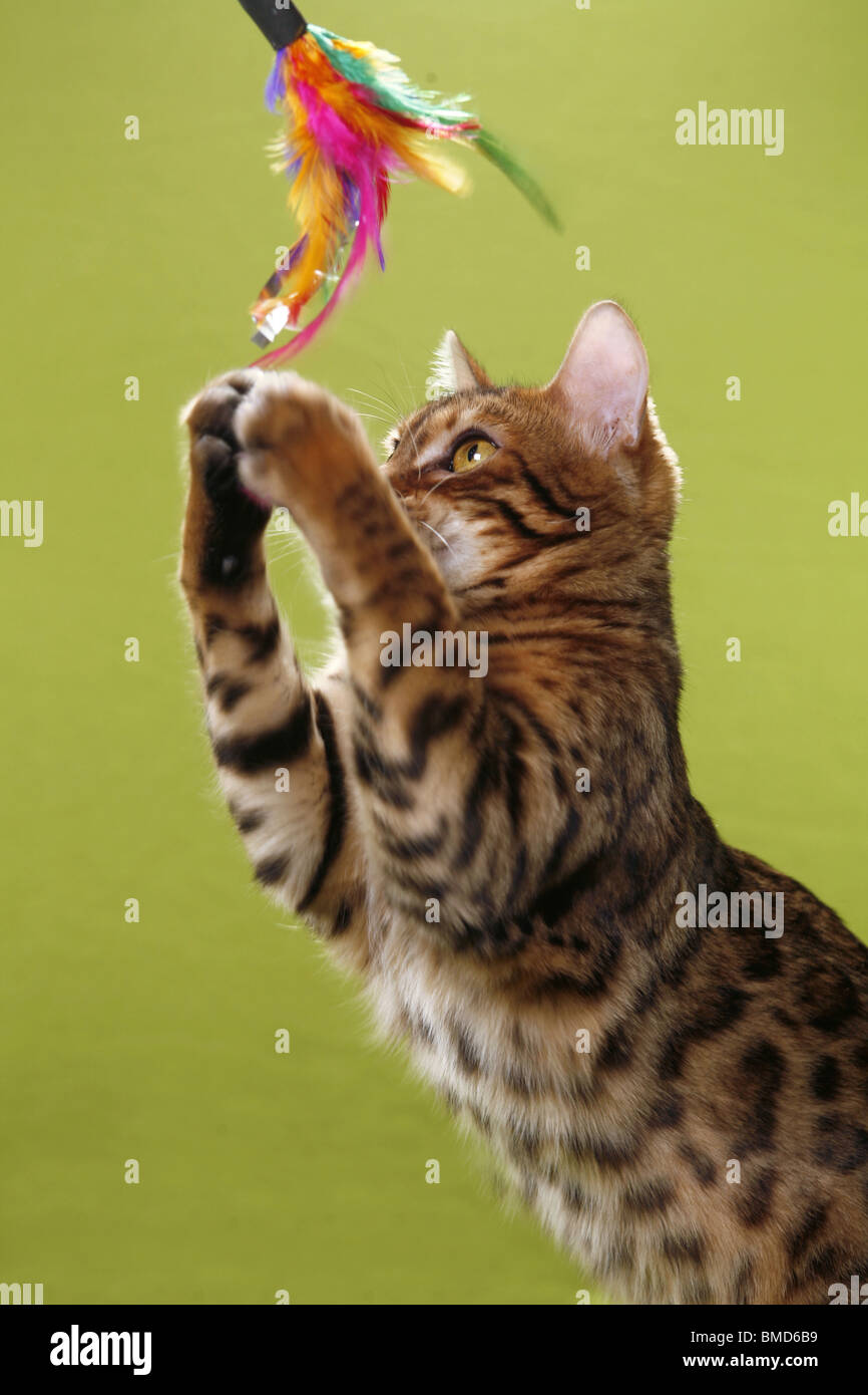 Katzenwedel hi-res stock photography and images - Alamy