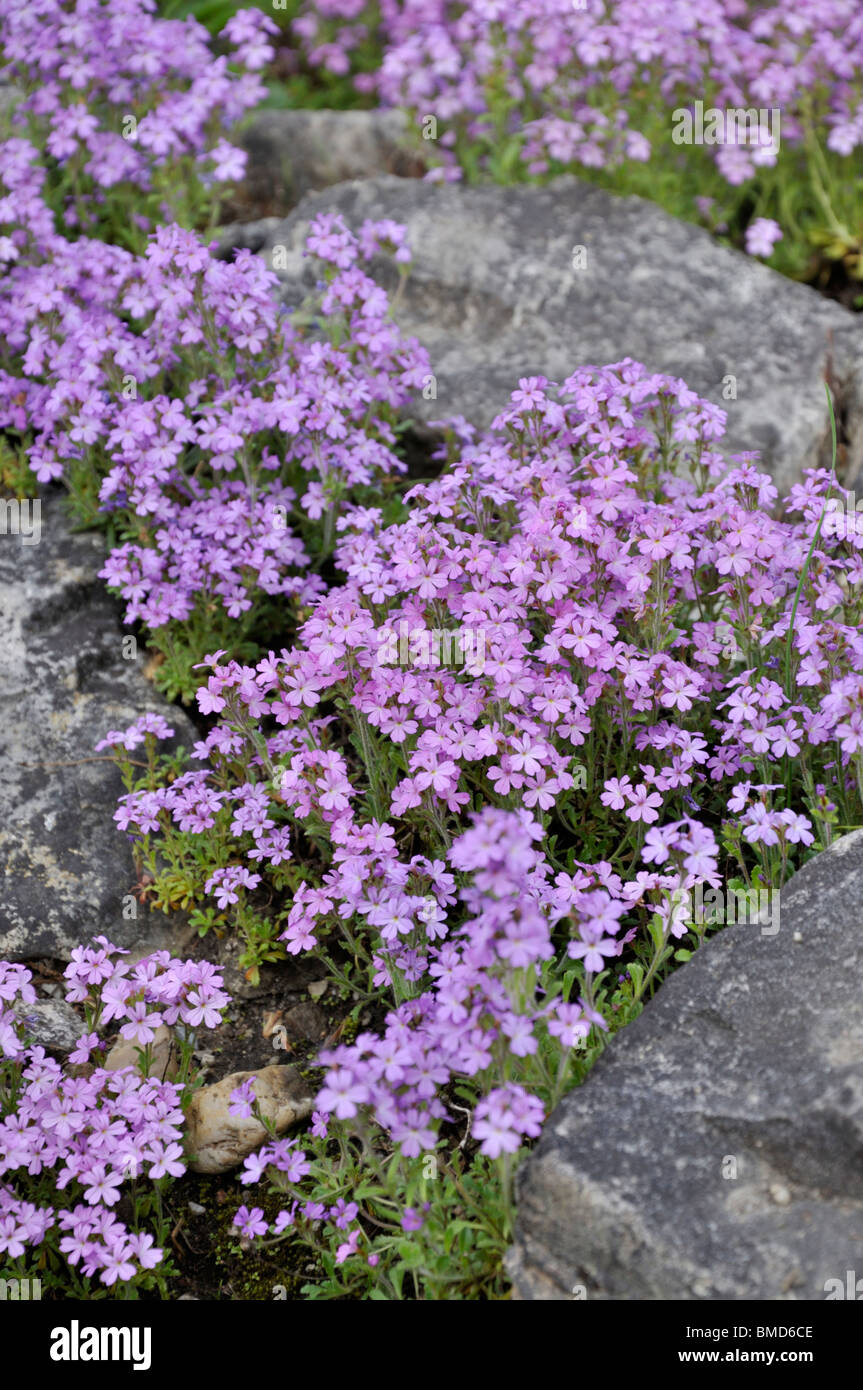 Fairy foxglove erinus alpinus hi-res stock photography and images - Alamy