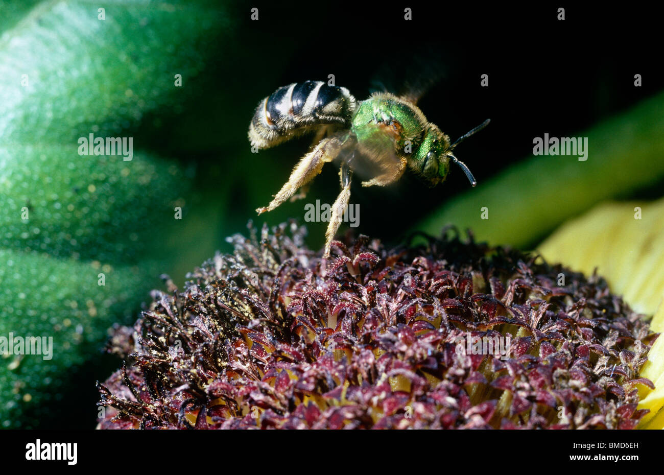 Virescent green metallic bee (Agapostemon virescens: Halictidae) about ...