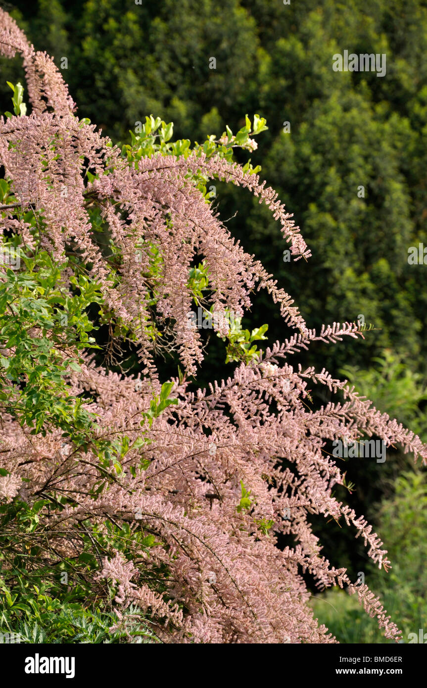 Tamarix flower hi-res stock photography and images - Alamy