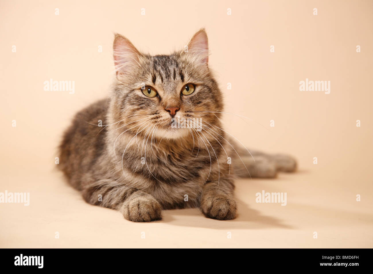 liegende Deutsch Langhaar / lying German Angora Stock Photo - Alamy