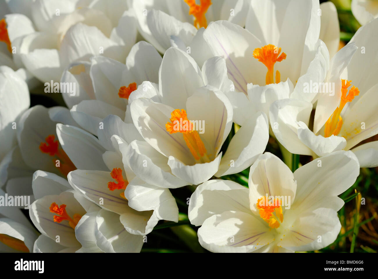 spring flowers crocus Stock Photo - Alamy
