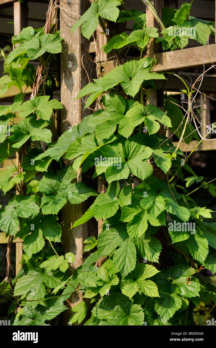 Common garden climber hi-res stock photography and images - Alamy