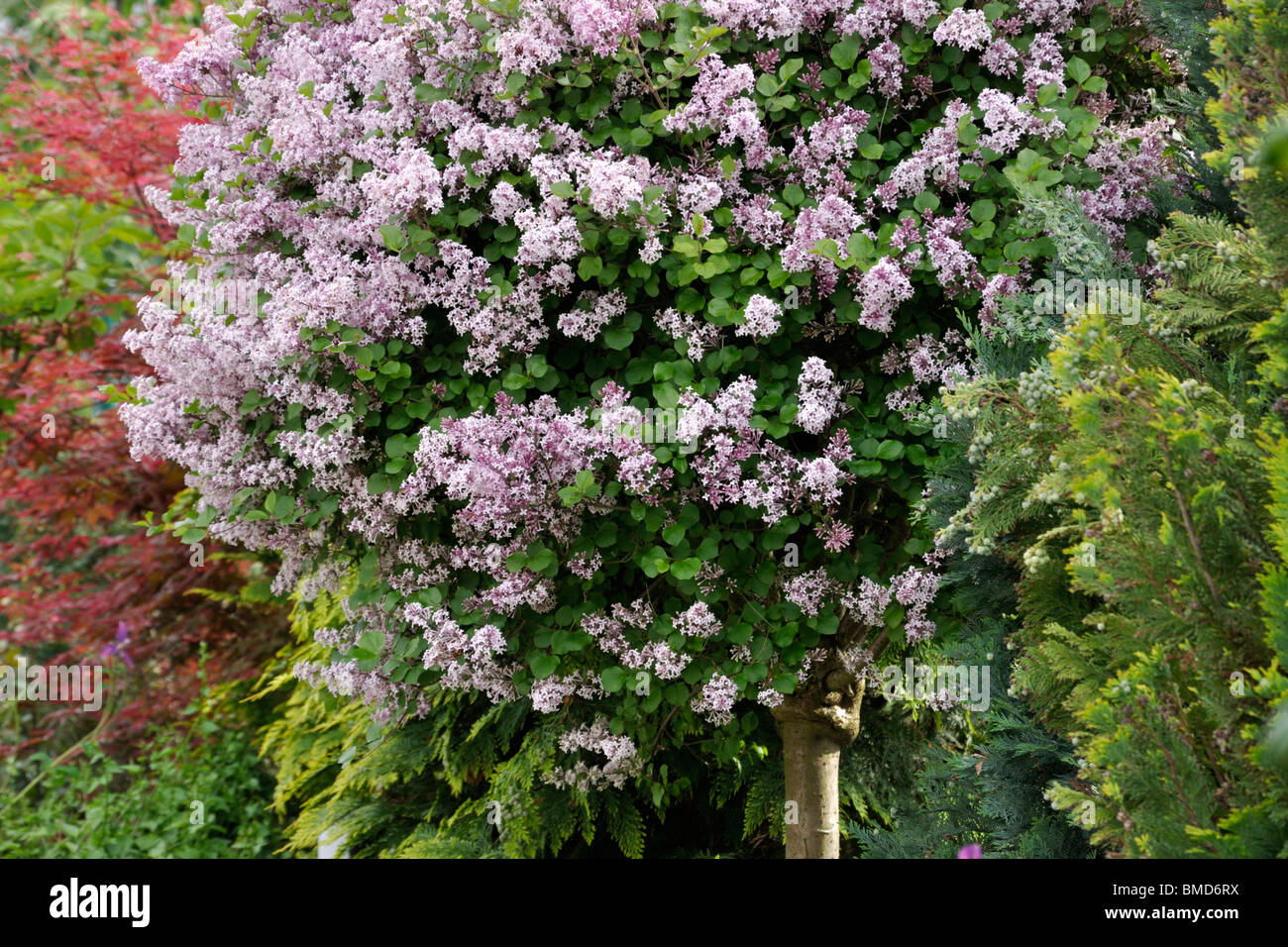 Syringa cultivar hi-res stock photography and images - Alamy