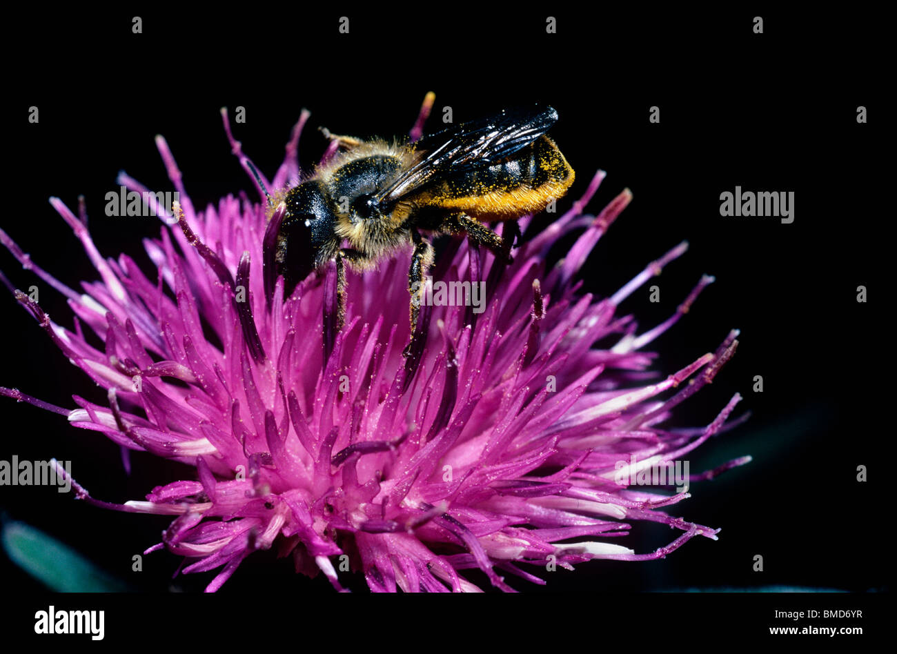 Small garden leafcutter bee (Megachile centuncularis: Megachilidae ...
