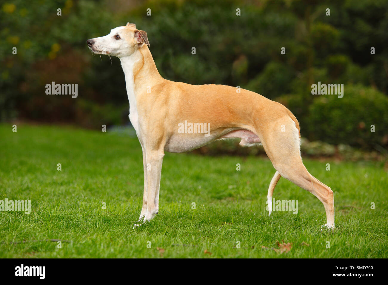 Whippet / side Stock Photo - Alamy