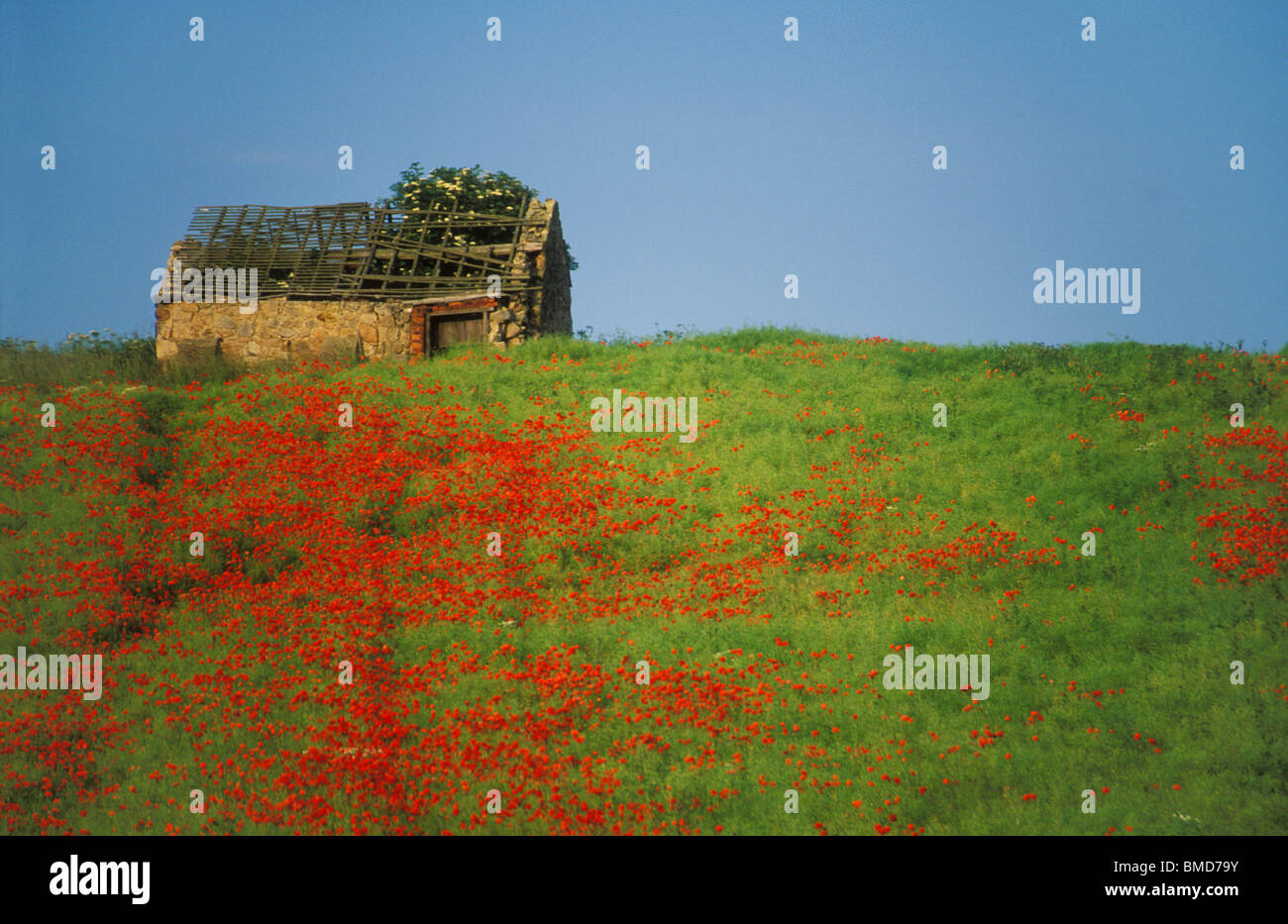 Red poppy field poppies barn hi-res stock photography and images - Alamy