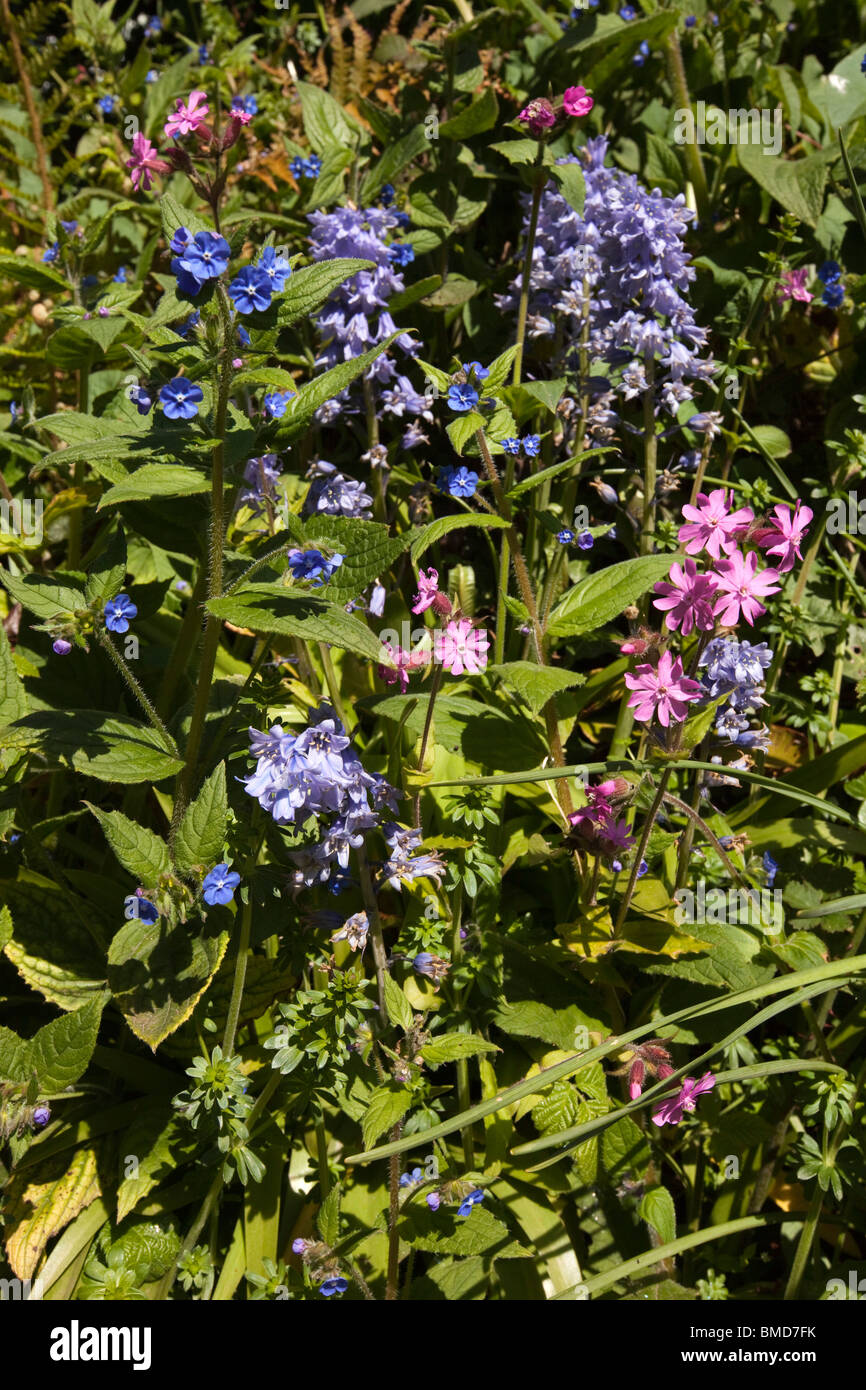 Roadside verge flowers hi-res stock photography and images - Alamy