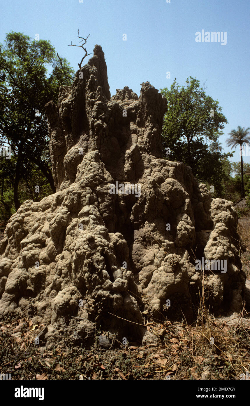 Species large hi-res stock photography and images - Alamy