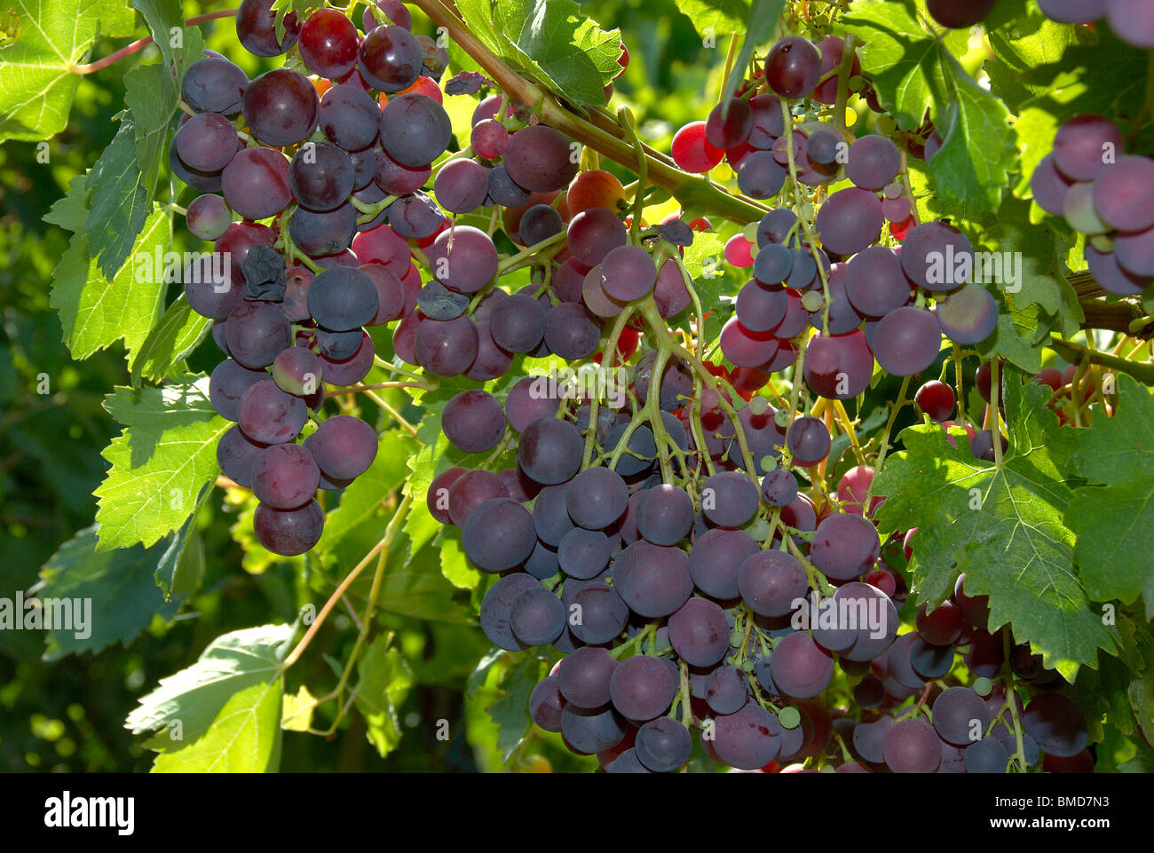 Ripe Liatiko grapes Crete Greece Stock Photo - Alamy
