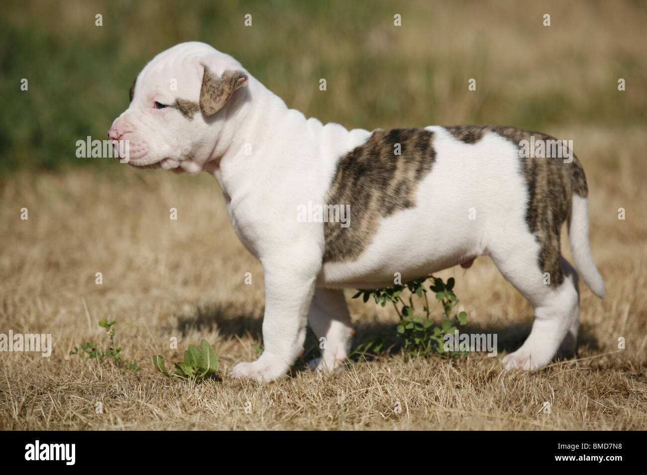 American Bulldog Welpe / American Bulldog Puppy Stock Photo - Alamy