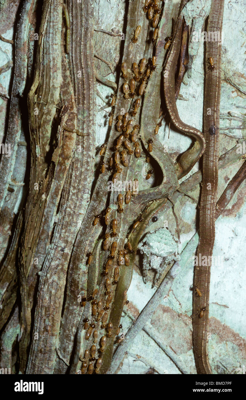 Termite worker (Nasutitermes ephratae) forming foraging columns up ...