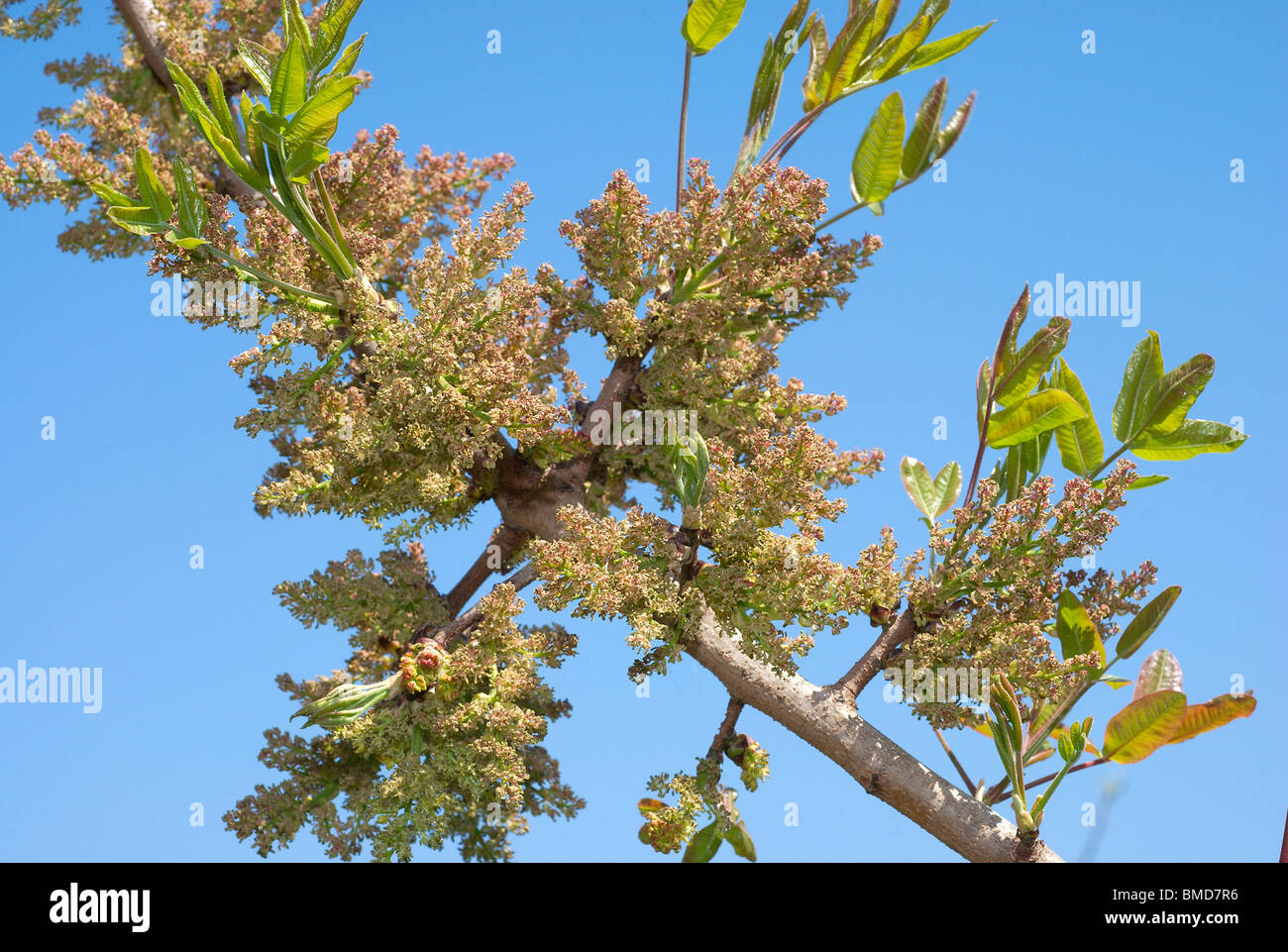 Male pistachio flowers Stock Photo - Alamy